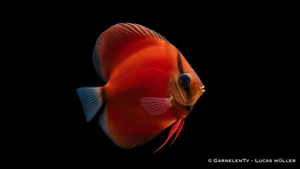 Diskus Pink Rose – Symphysodon aequifasciatus